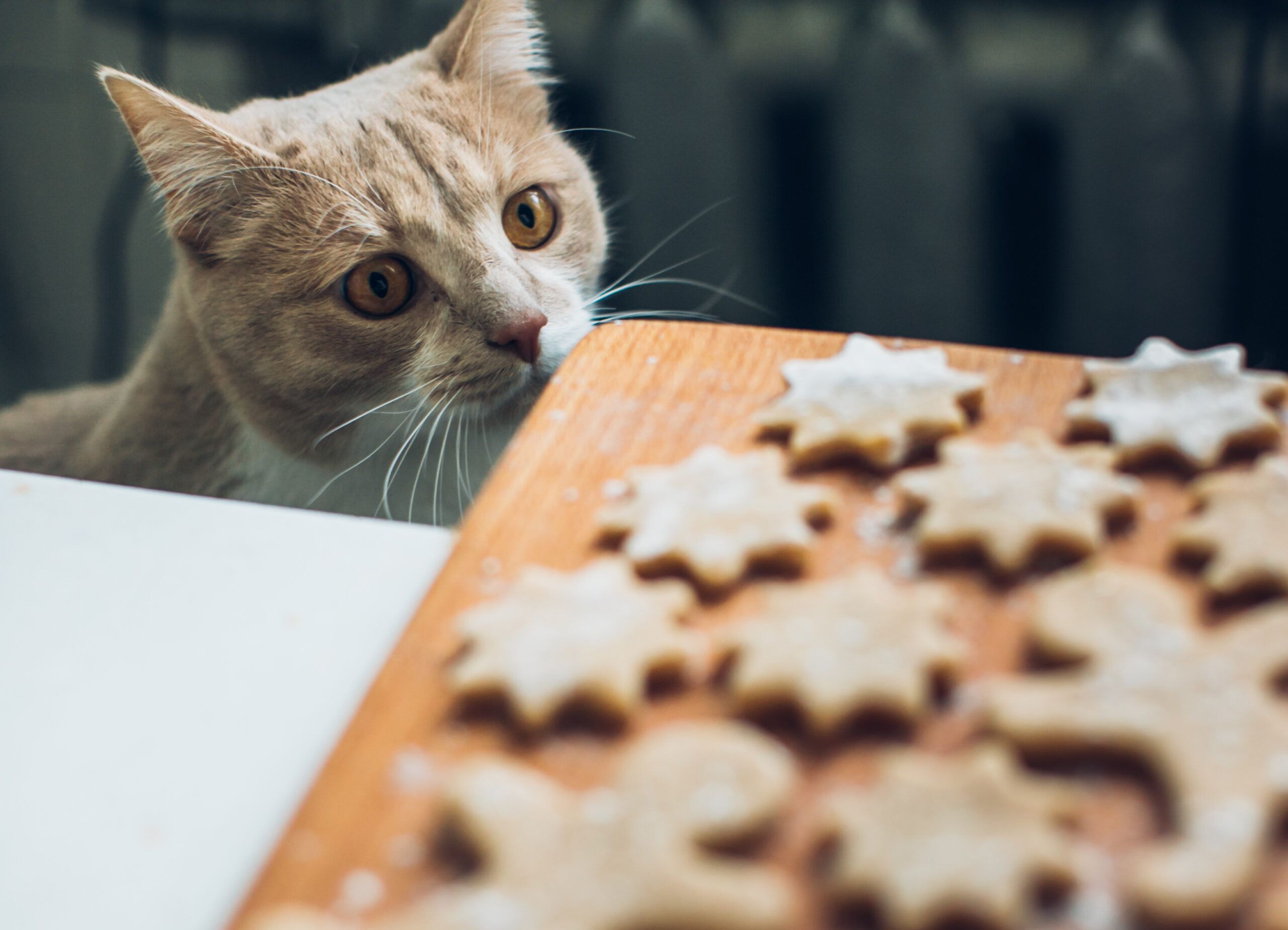 Mon chat a mangé du chocolat : symptômes et danger réel
